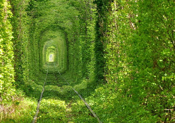 Amazing World & Fun: Beautiful Tree Tunnels