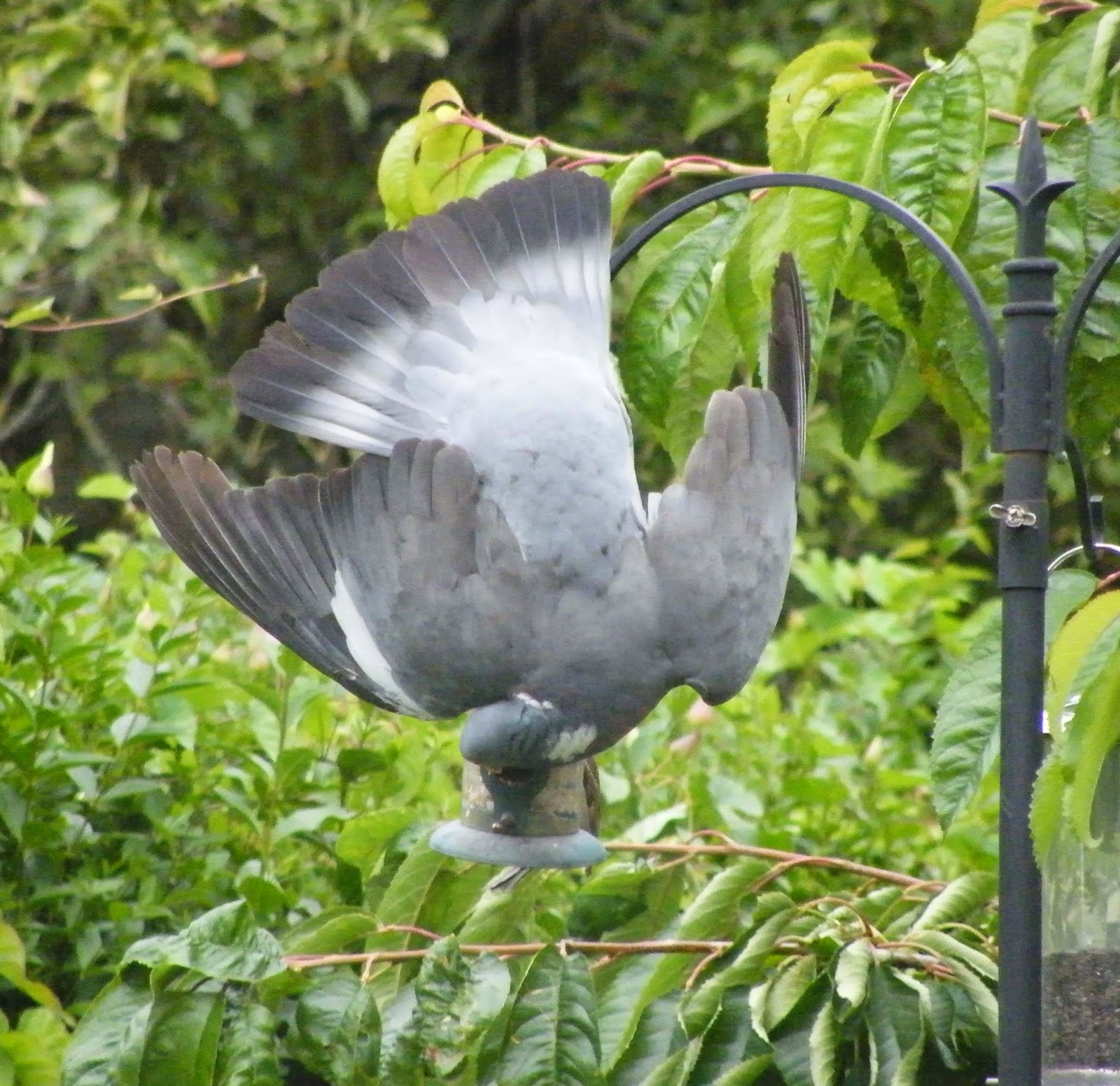 Hillingdon Wildlife: Acrobatic pigeon
