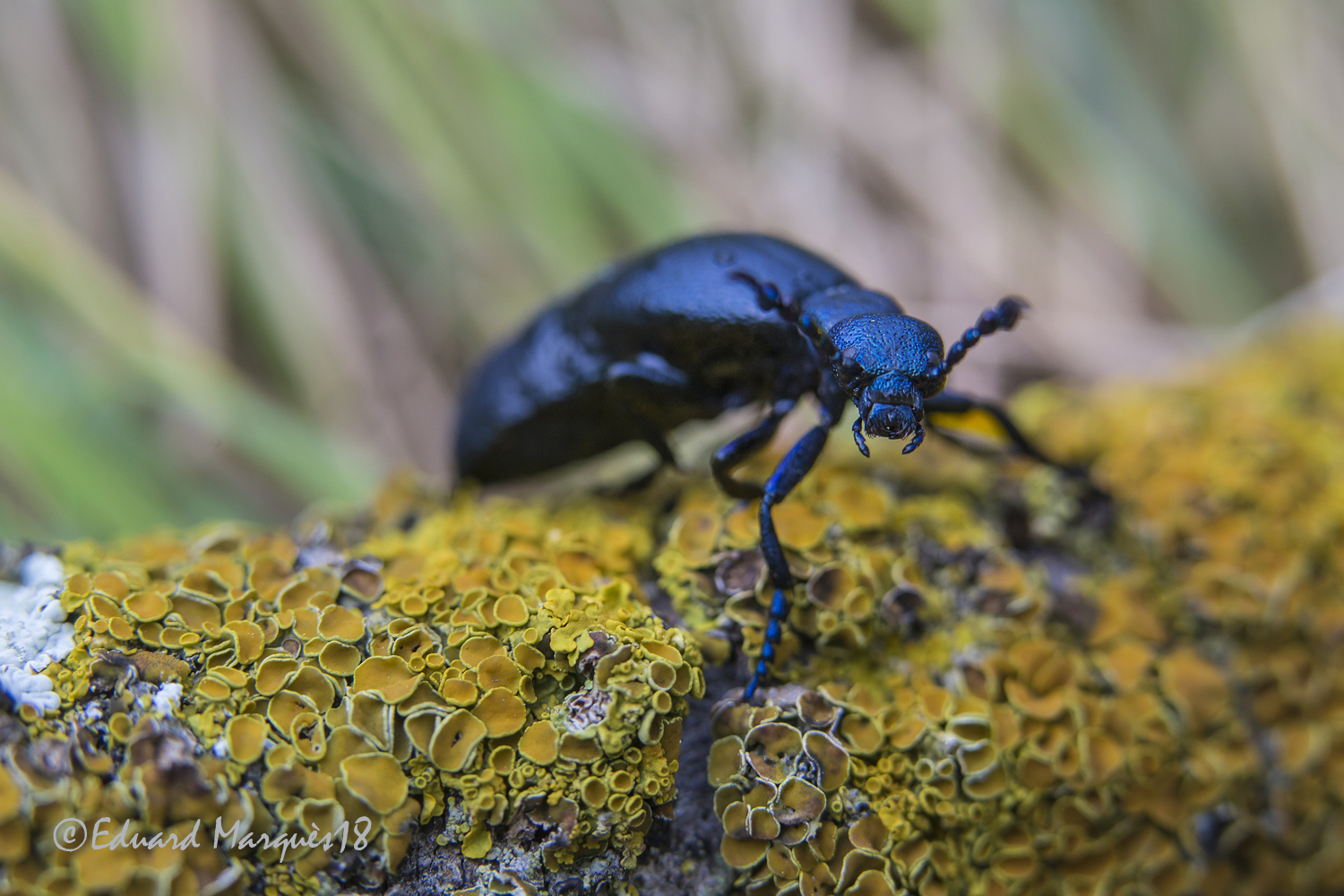 Fotografia Nocturna de l'Empordà: Els meloids, són afrodisíacs?