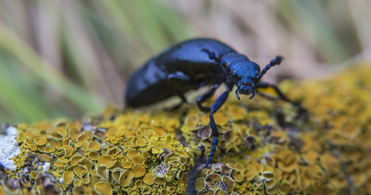 Fotografia Nocturna de l'Empordà: Els meloids, són afrodisíacs?