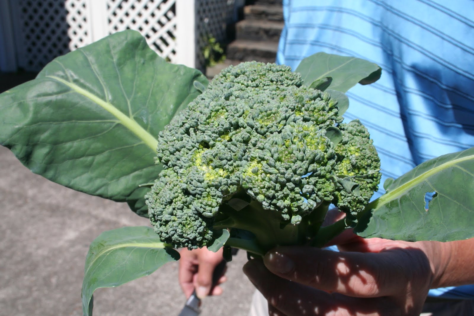COOK WITH SUSAN: Really Fresh Broccoli