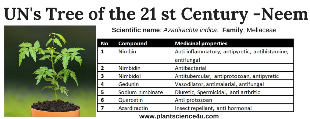 Tree of the 21st Century Neem (Azadirachta indica)