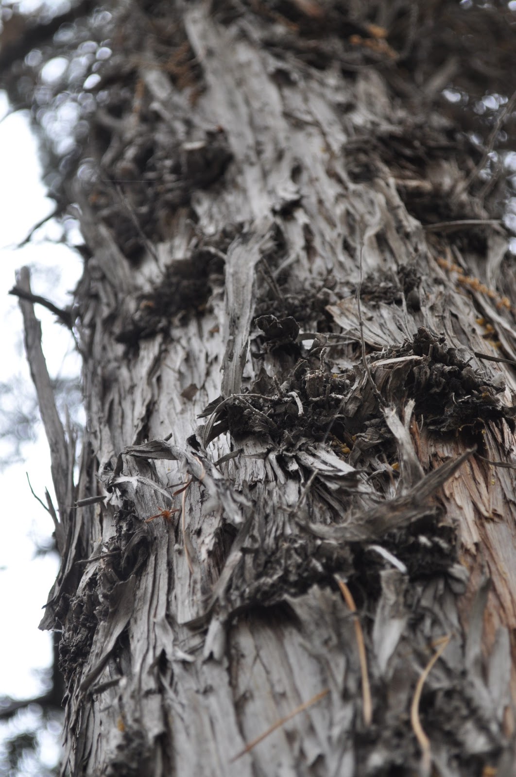 Flair for the Fabulous: Bark is worse than its bite