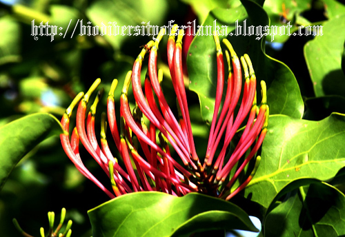 Biodiversity of Sri Lanka: පිළිල/Pilila (Dendrophthoe falcata)