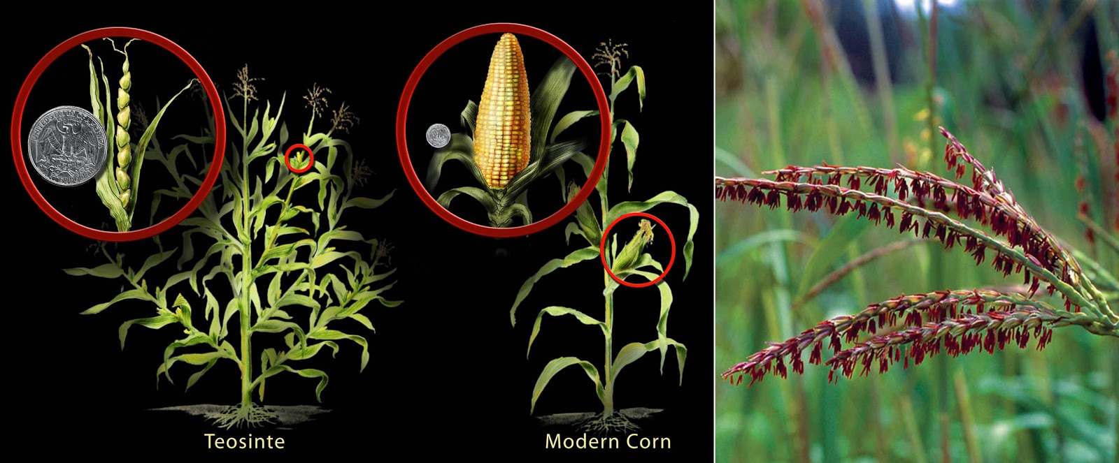 This is teosinte, or zea, the original ancestor of modern corn : r/pics