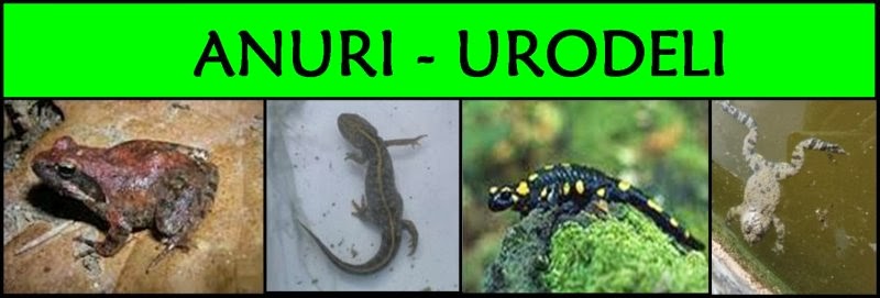 Mediterraneo sostenibile: Anfibi in Calabria