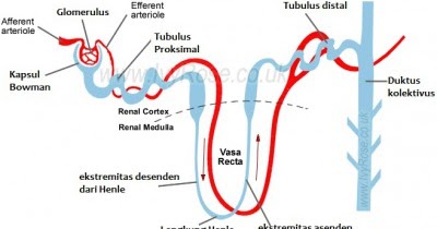 8 Bagian-Bagian Nefron Beserta Fungsinya - Berandaku | Berandaku