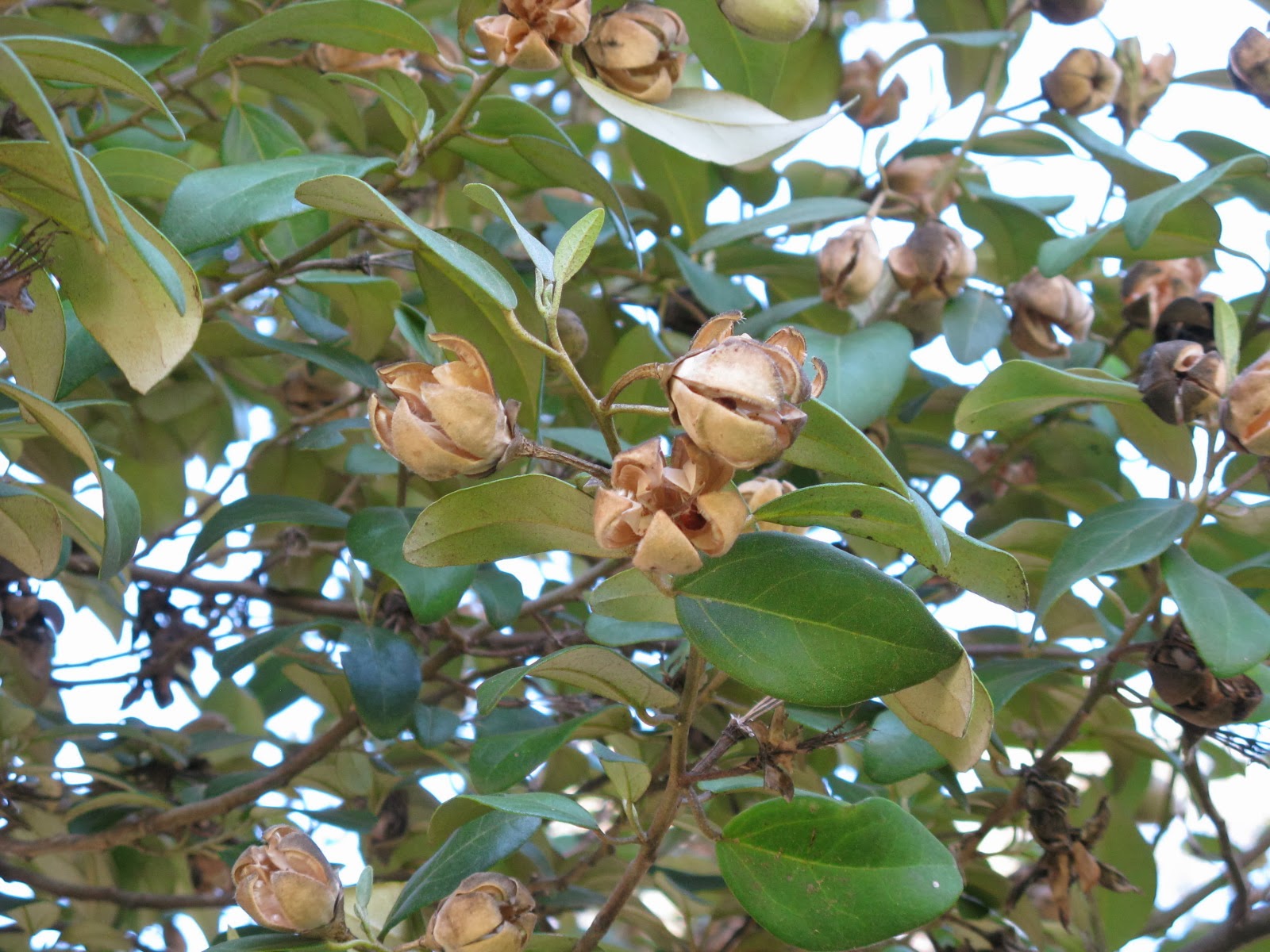 Trees of Santa Cruz County: Lagunaria patersonii - Cow Itch Tree