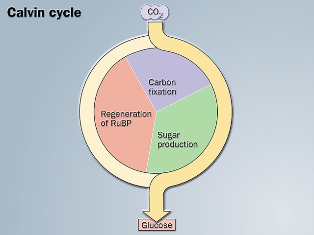 Bio Gallery: Calvin Cycle Images Gallery