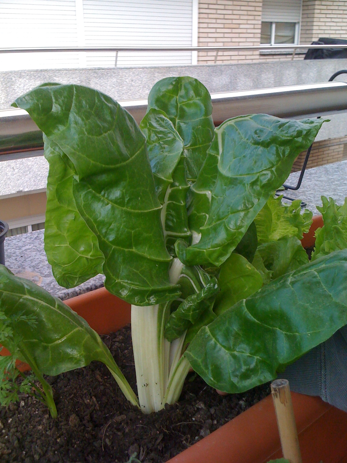 l'aventura de l'hort: LES BLEDES