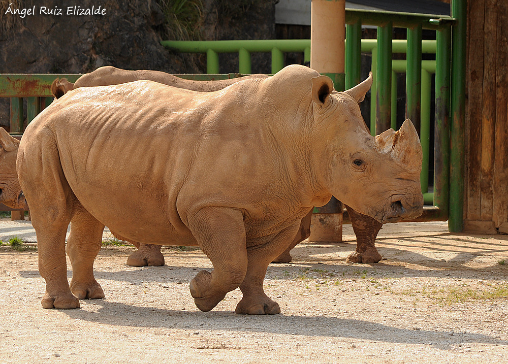 Aves de la Ría de Ajo: Parque de la Naturaleza de Cabárceno I