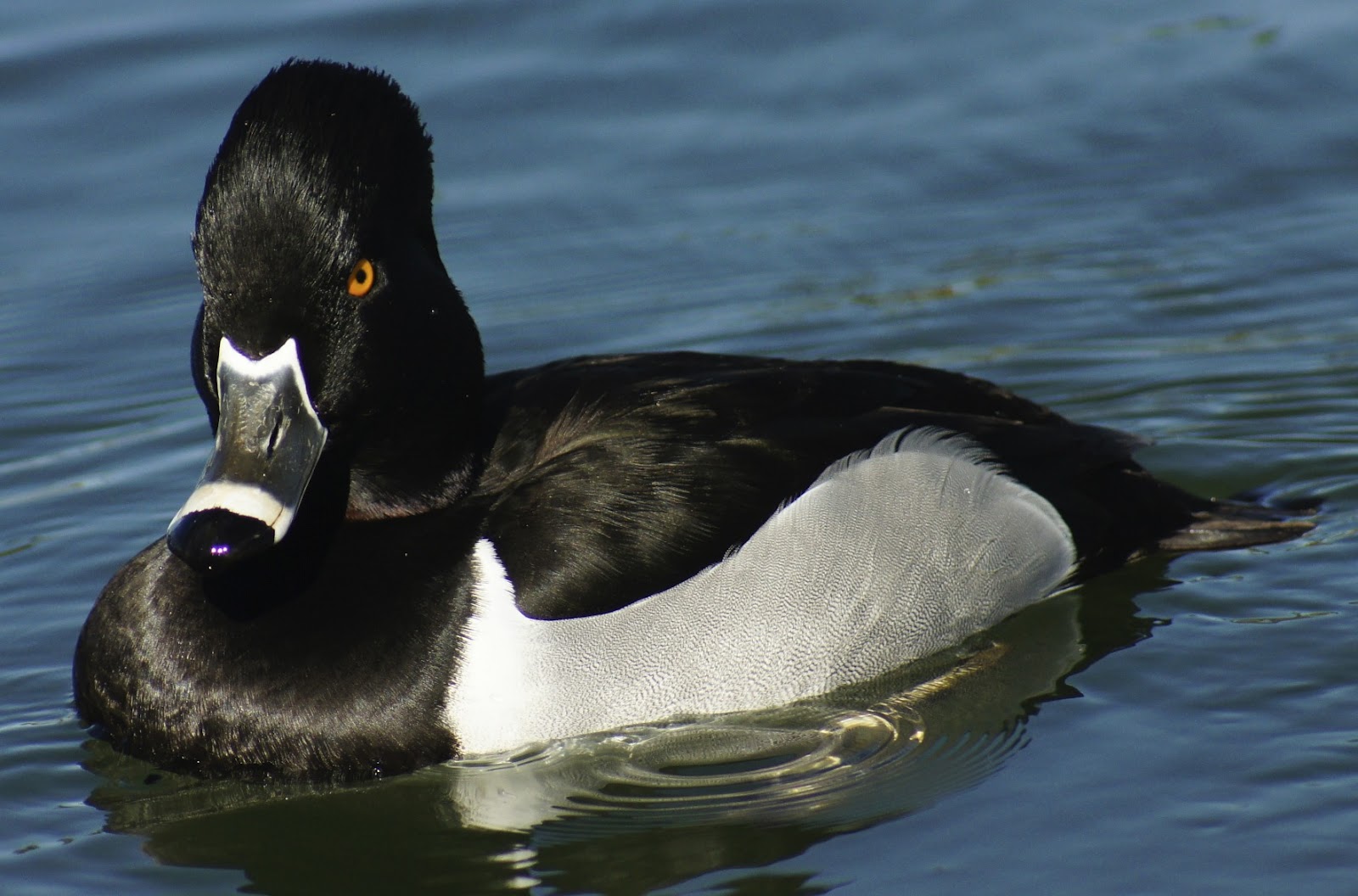 Butler's Birds: Puddle Ducks