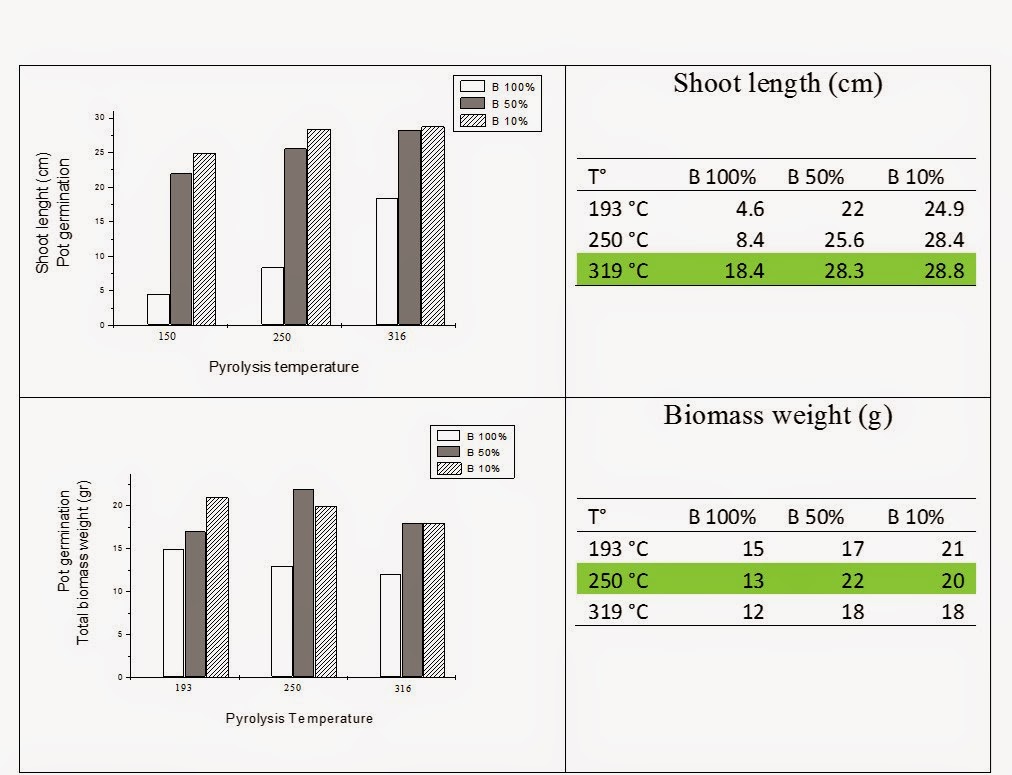 Influence of biochar in seed germination and growth rate (part 2)