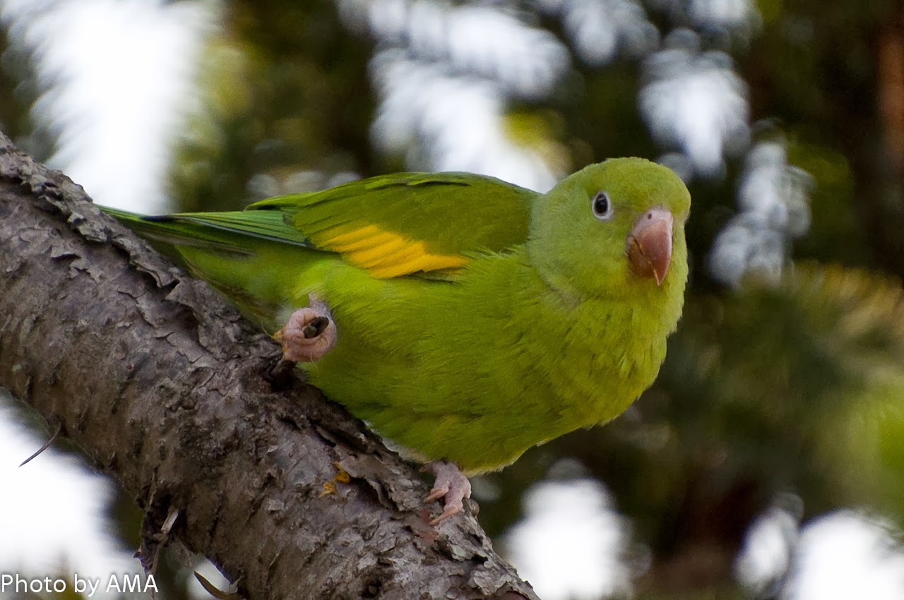 IPHAD - Preservação do Bioma Terrestre: Aves no ecossistema de ArDalk ...