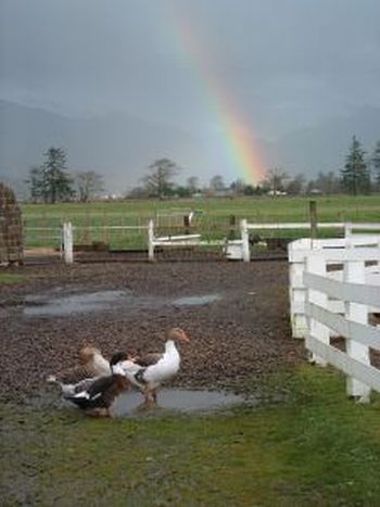 Raising Ducks At Home: Duck Housing Guide