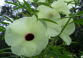 PMT Of Group Three: PRAKTIKUM 1 : BAGIAN - BAGIAN BUNGA TANAMAN KELAPA ...