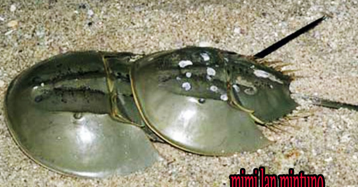 Abizar Al Khalifi Suwarno: Mimi lan Mintuno lambang kesetiaan abadi