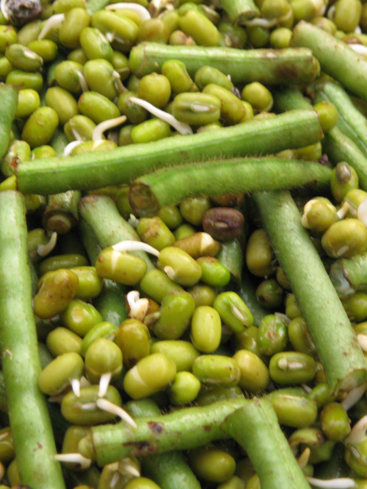 bucaio: Balatong, Agor, Impabasik