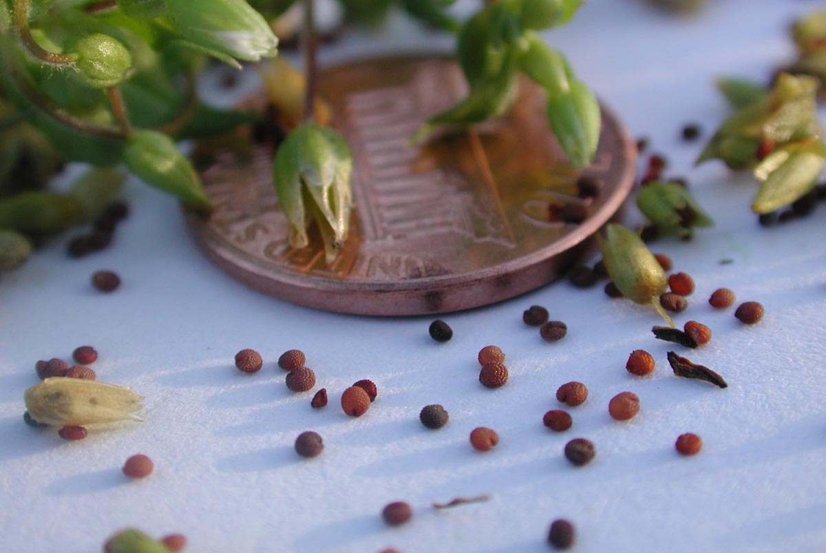 The Happy Hedgehog: KNOW YOUR WEEDS: CHICKWEED