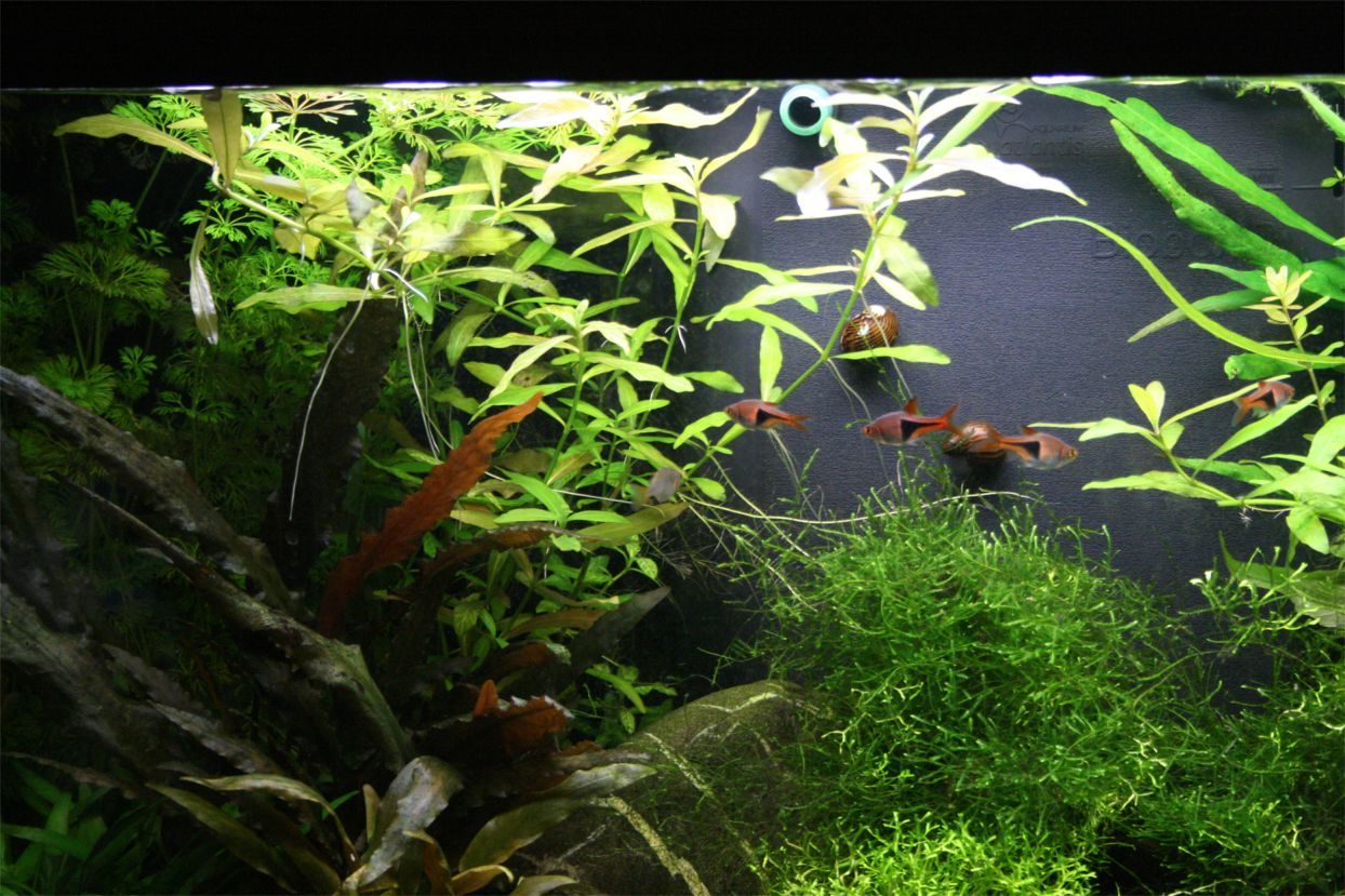 S.C.V. Aquascaping Ideas: South East Asia Biotope I - Aquatlantis ...