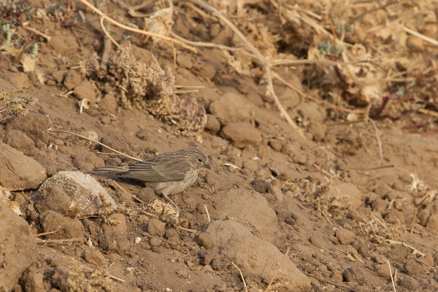 Birds of Saudi Arabia: Flocks of Yemen Serins at Al Mehfar Park – Tanoumah