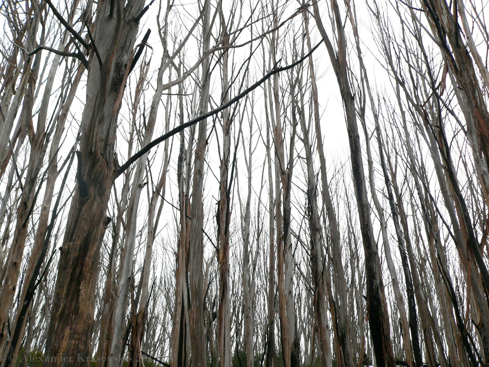 Aggregata Plants & Gardens: August 2013