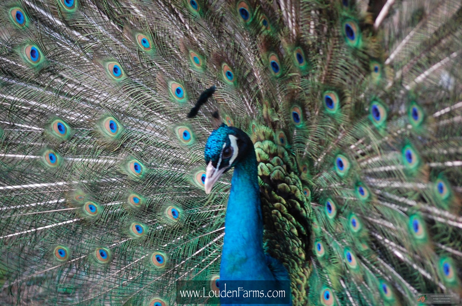 6LittleChickies - Life on Louden Farms: Peafowl 201: Genetics, Colors ...