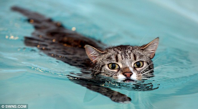 Tattoo Mendem: Moggy paddle! Cat left paralysed after car crash learns ...