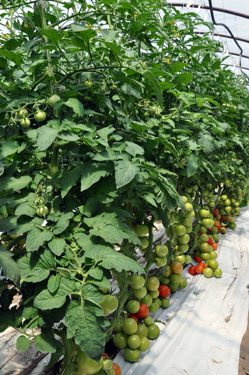 Cultivarea legumelor în sere, o afacere transmisă din generaţie în ...