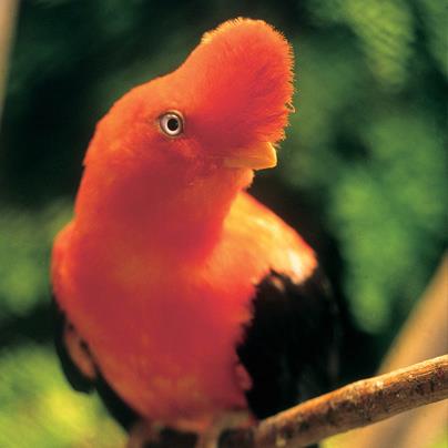 Peru's national bird ~ Entertainment-Enter
