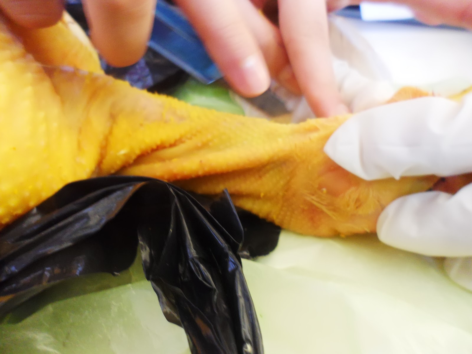 Equipo 2: Practica del Pollo: Practica de disección de Pollo