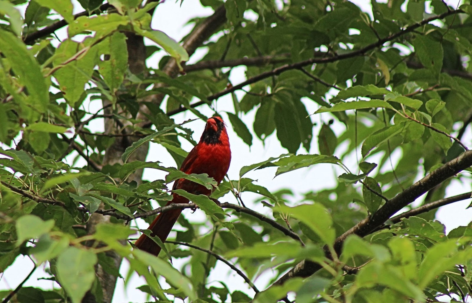 Cardinal In The Tree
