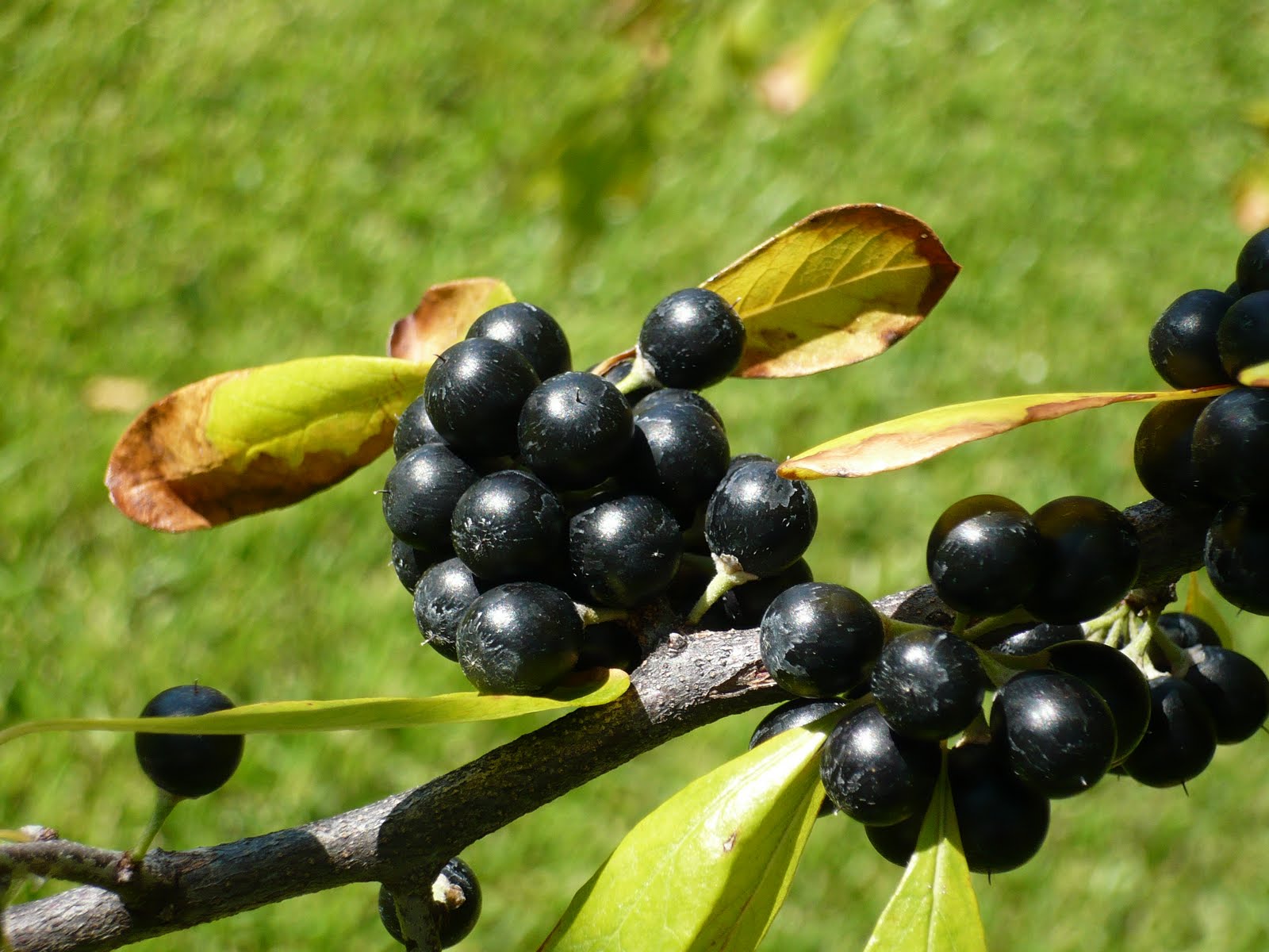 Centenary College Arboretum: Bumelia lanuginosa