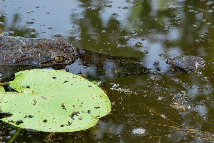 Australian Water Animals