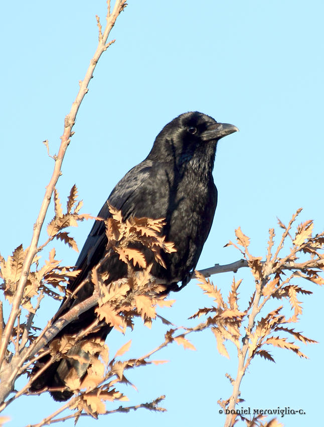 Fotos de aves by Loro: Corneja Negra (Corvus corone corone)