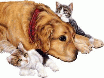 ® Colección de Gifs ®: ANIMALITOS