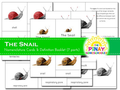Molluscs: The Study of Snails (Part One) | The Pinay Homeschooler