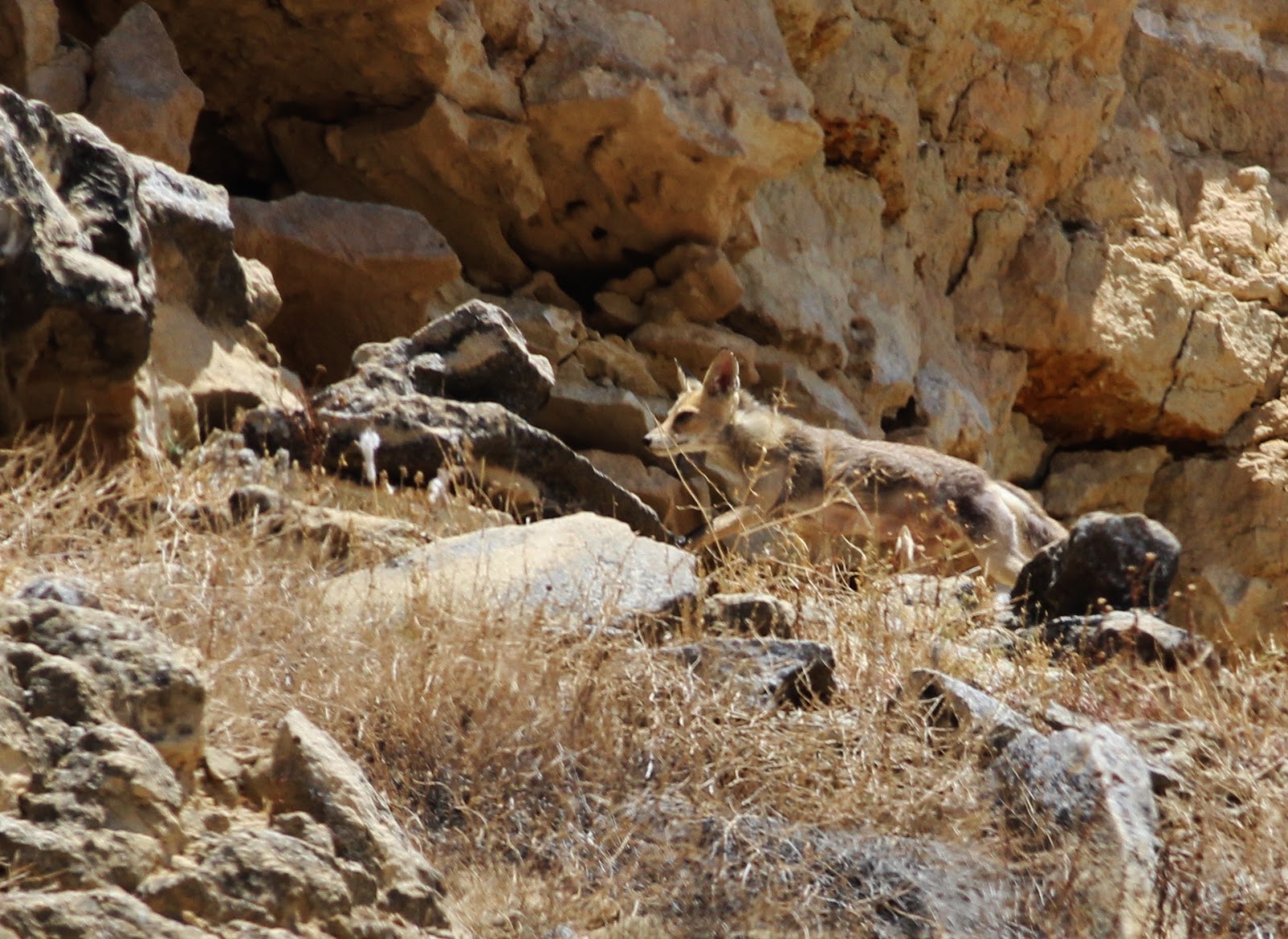 Biodiversity of Cyprus by NGO Protection of the Natural Heritage and ...