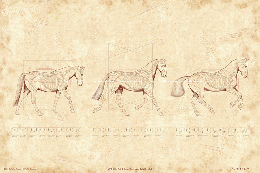 Catherine Twomey, the Arts: "Walk, Trot, Canter: The Horse's Gaits ...