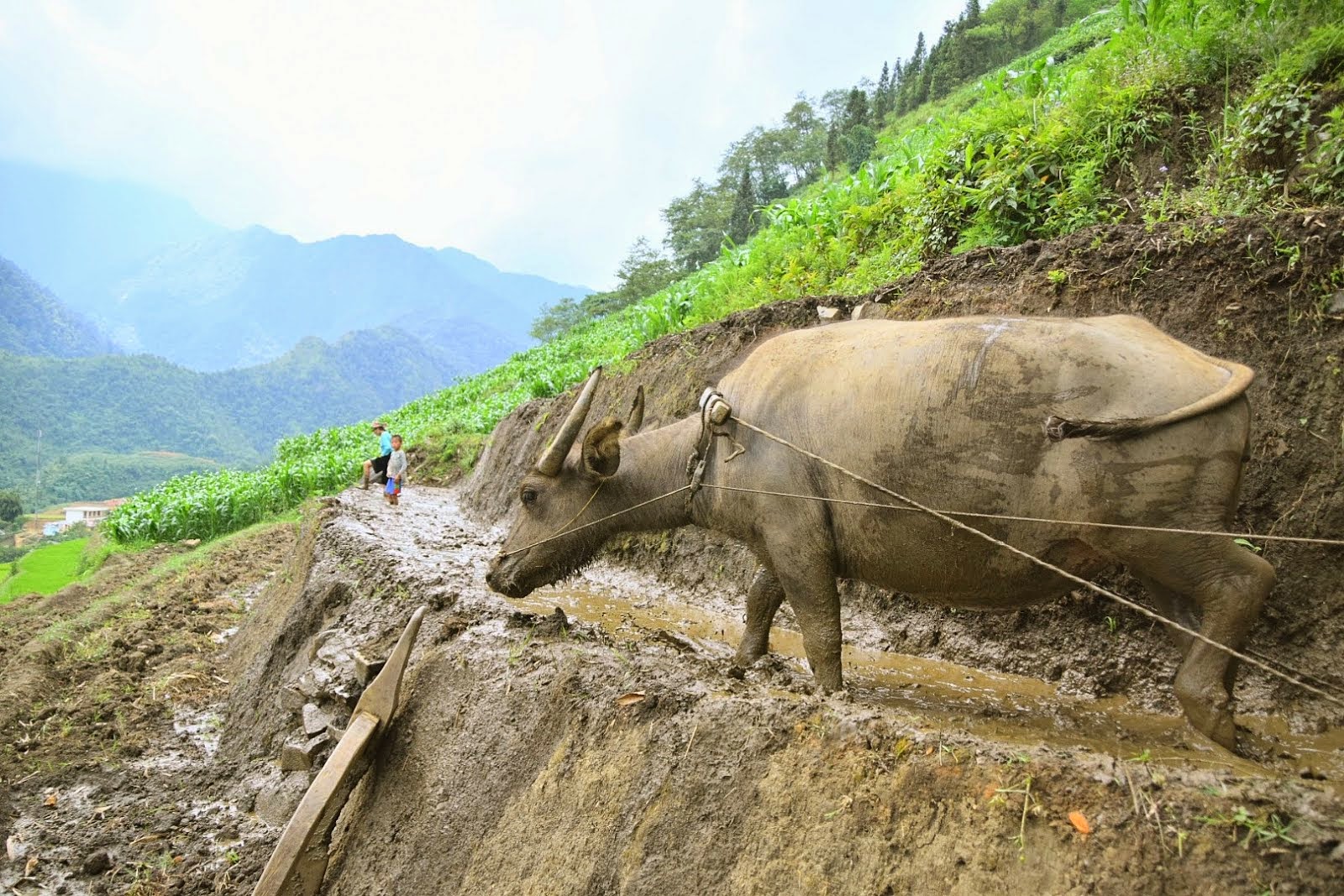 Fork It, Let's Travel!: Plowing the Rice Terraces