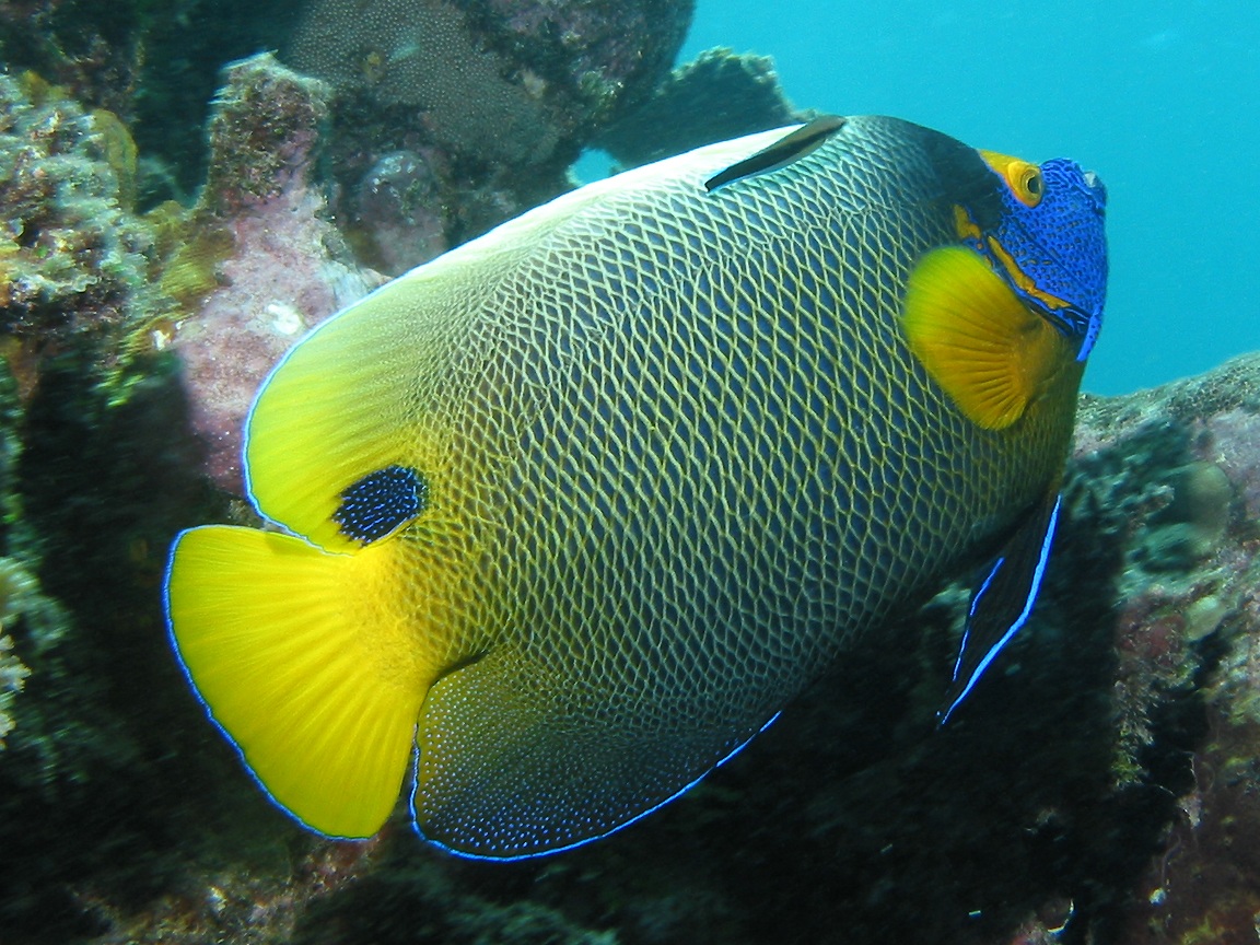 Angelfish - Information and Wallpapers