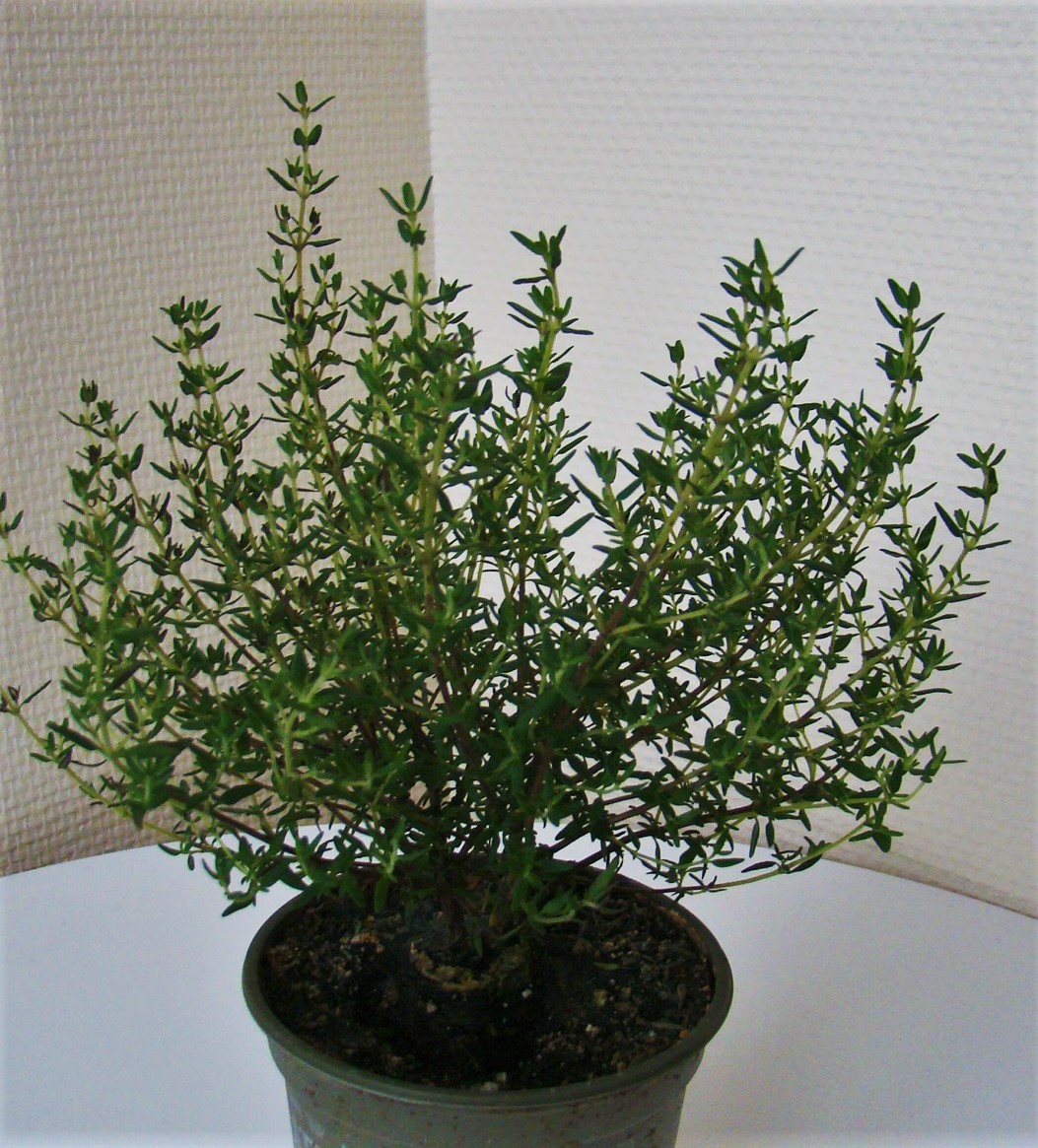 LA VENTANA DE JAVIRULI: AROMÁTICAS (5): TOMILLO, THYMUS VULGARIS