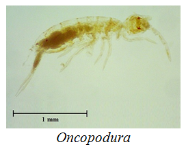 Deskripsi Collembola pada Lahan Kelapa Sawit, Karet dan Hutan Harapan ...