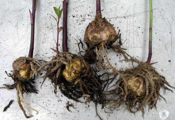 Lilyflowerstore/Parry's Tree Farm Garden Blog