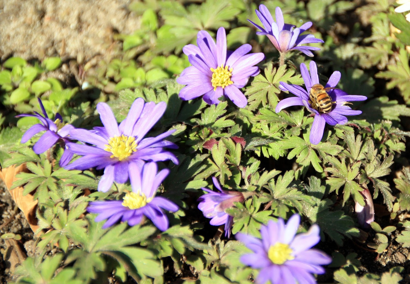 Frk. Anemone: Anemoner