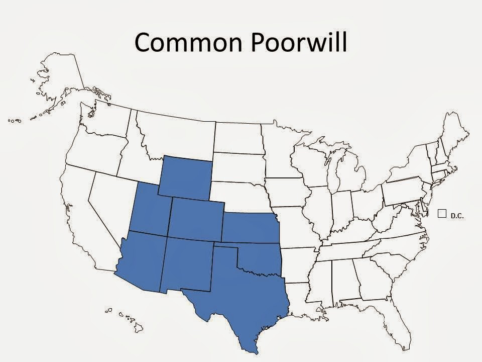 State Birding: Cimarron National Grasslands, Kansas, September 2013