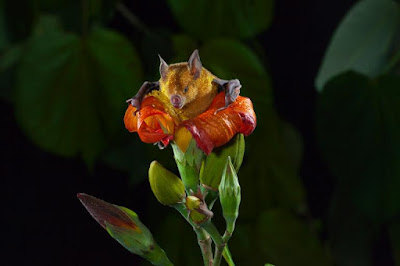 Rodrigues via Mauritius: Bats matter...!