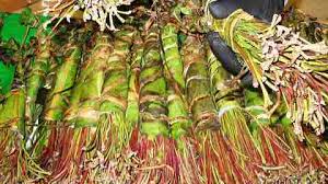 Khat, the drug you should never use.