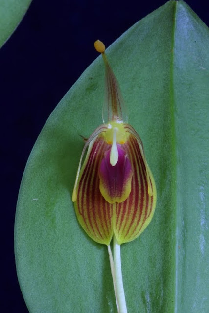 Orchids in Bloom: Restrepia flosculata
