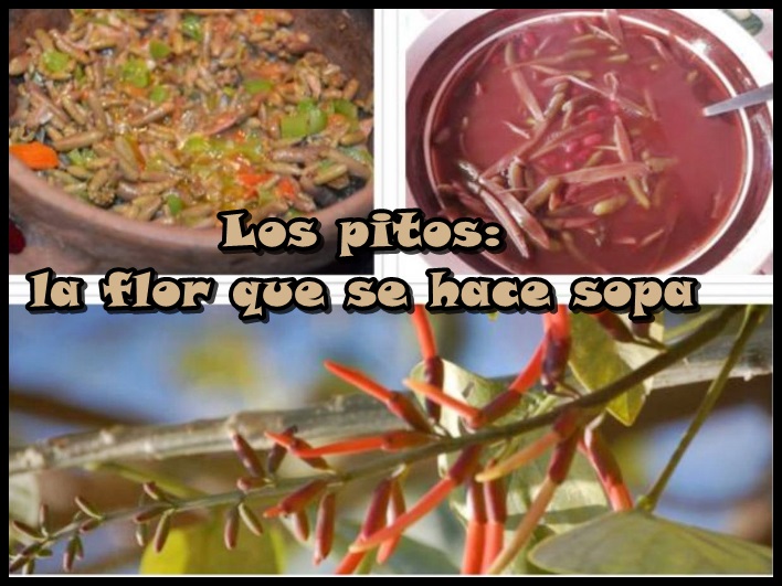 EL SALVADOR MI PAIS: Los pitos: la flor que se hace sopa.